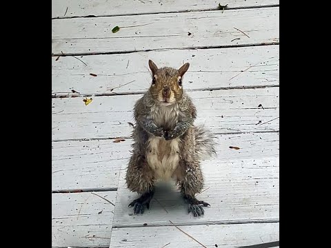 Old Stump Animal and Bird Live Cam Maine. A variety of birds and Animals Day and Night. 6/19/25
