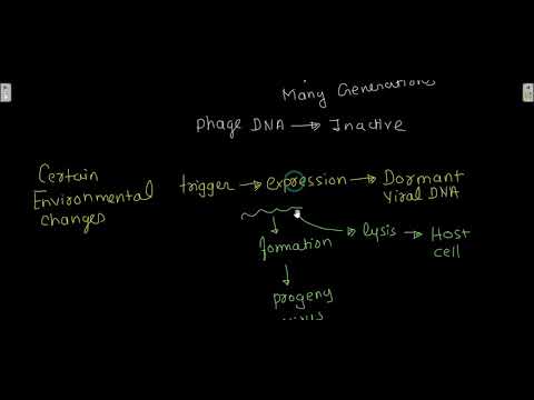 Cloning vector based on viral DNA