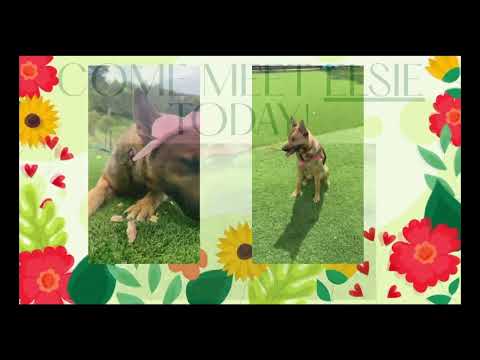 Adoptable Dog Elsie - SPCA Monterey County
