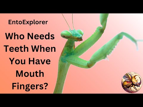 Introduction to Insect Morphology / Insect Anatomy - Part 9 - The Maxilla