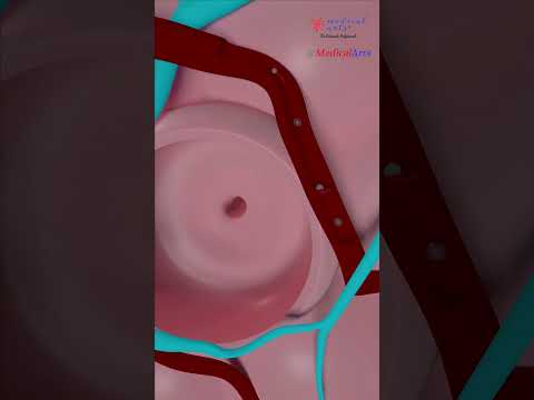 Respiration Simplified ???? Gas Exchange in Lungs o Medical Arts