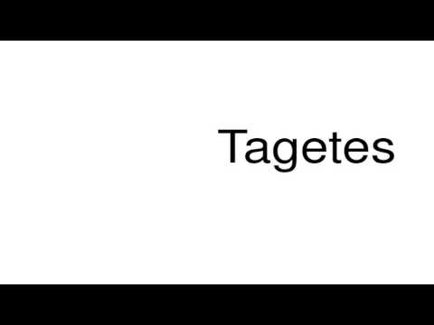 How to pronounce Tagetes