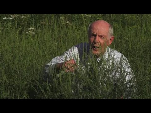 Ragweed runs rampant for fall allergy sufferers