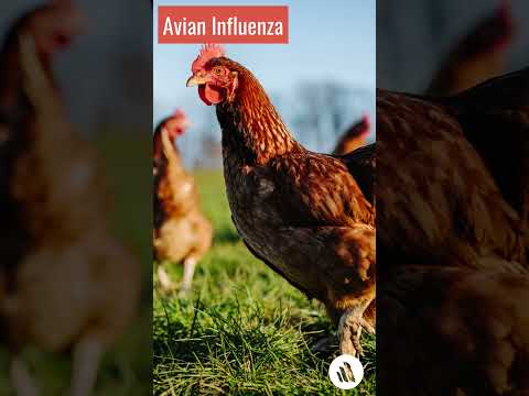 Avian Influenza | Bird Flu