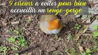 Comment attirer un rouge-gorge dans un nichoir