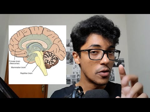 The Neuroscience of MBTI - You Have 3 Brains