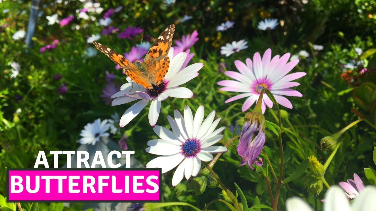 How to Collect the Seeds of Osteospermum/ African Daisy | Easiest Way to Propagate| BirdofParadise