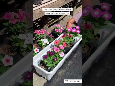 Rare Premium Vinca Plant Seeds Online Sale 🔥 #vinca #vincaplant #plants #flowers #gardening