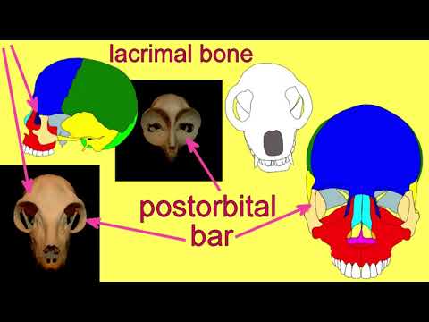 the LACRIMAL BONE