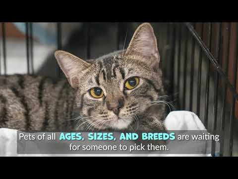 Emergency Flight: Help Save At-Risk Animals at Overcrowded L.A. Shelters