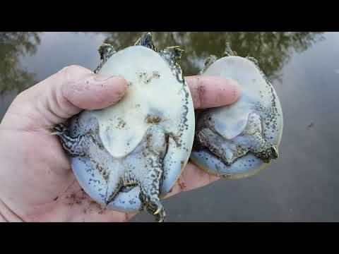 Spiny Softshell (Apalone spinifera) - 20190829 175502