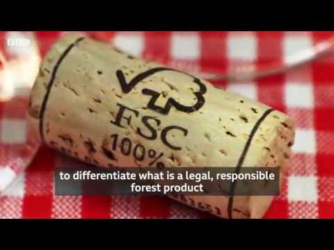 BBC on FSC's Wood ID Programme
