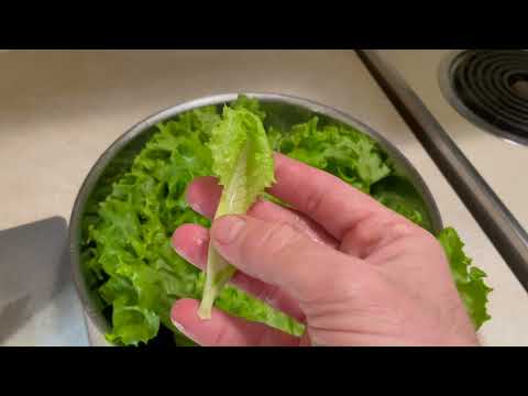 French Lettuce (aka Batavia Lettuce)