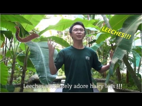 Leech Documentary
