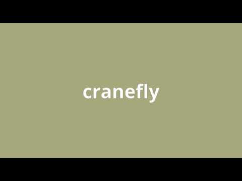 what is the meaning of cranefly