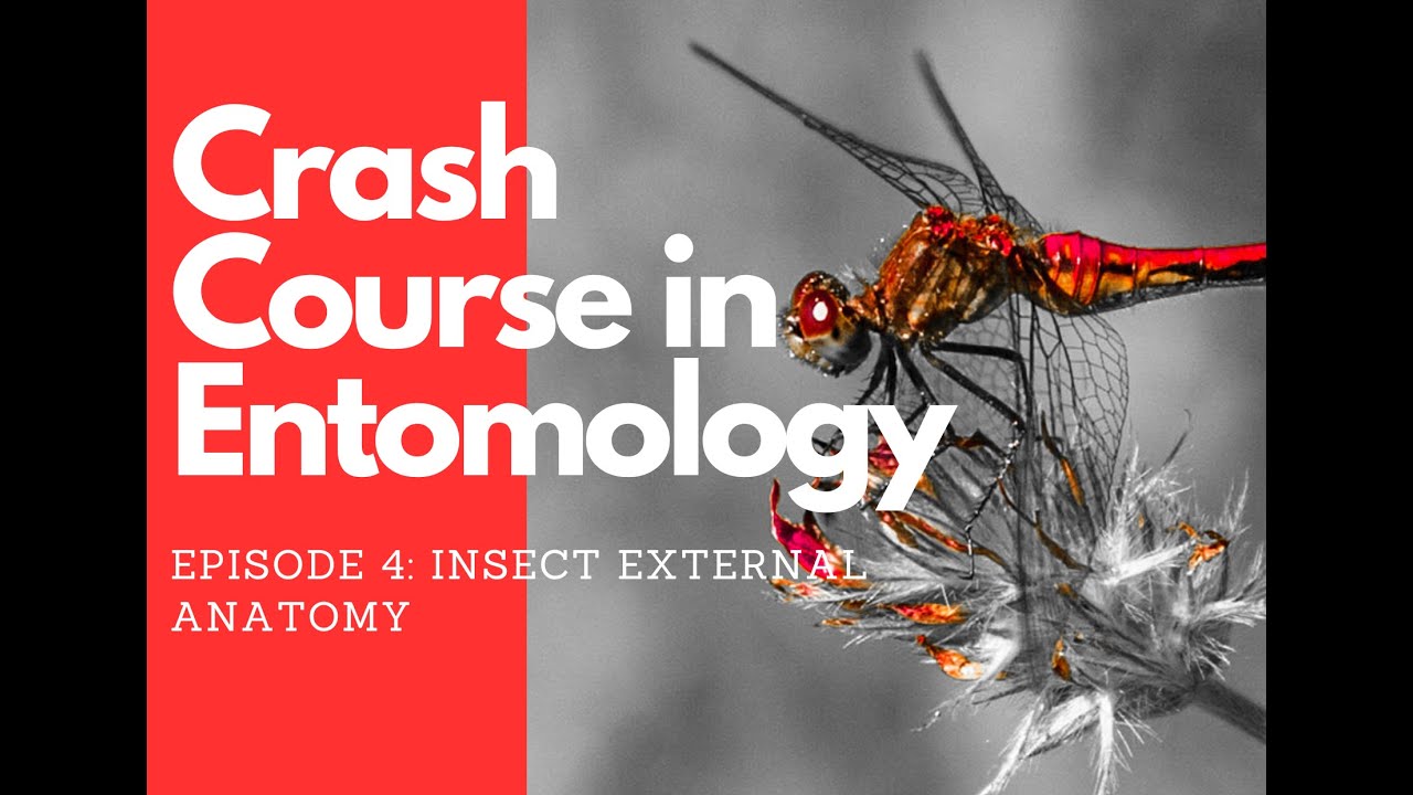 Crash Course in Entomology: Insect External Anatomy