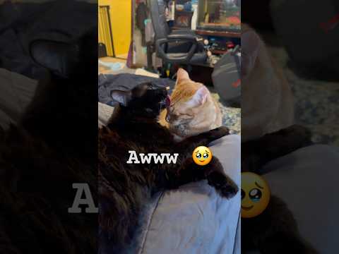 Rescue Cats in Love, Black Cat Loves Little Orange Kitten, Cat BFFs, Kitties Loving & Grooming #cat