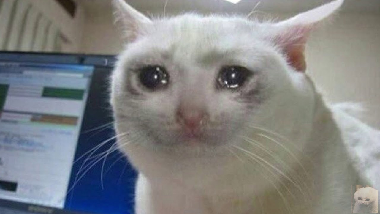 Crying cats meme