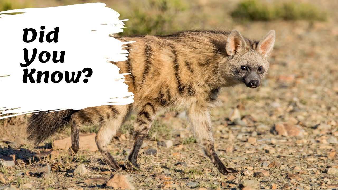 Aardwolf Facts | Interesting Facts about Aardwolf | Aardwolf Interesting Facts