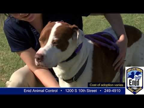 Enid Animal Welfare