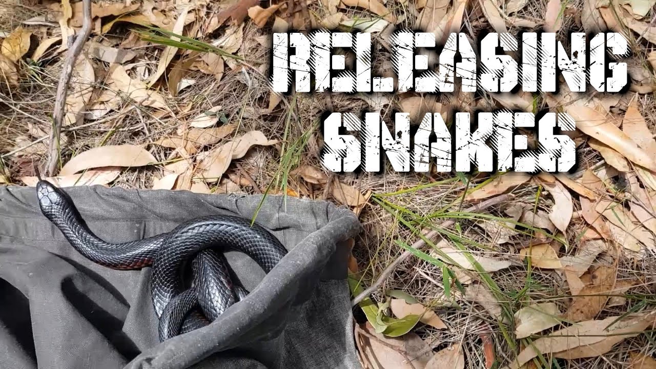 Releasing 2 snakes - Diamond Python and Redbelly Black Snake released!