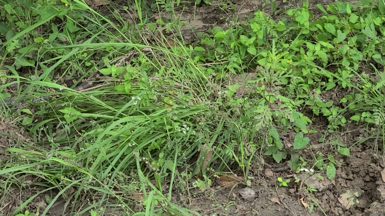 Texas rat snakes breeding