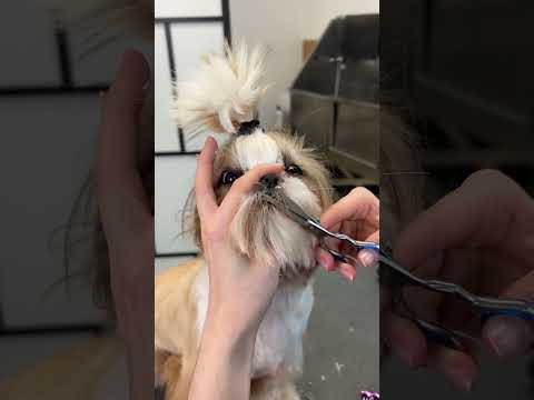 This clipper cuts like butter - Maisy approved! 👌