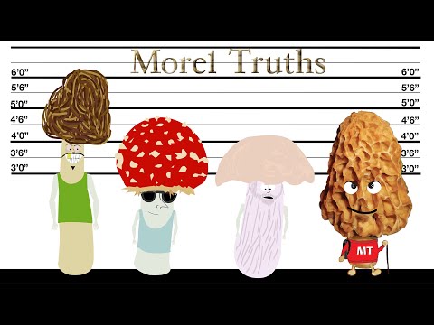 Morel Truths: Morel of the Story