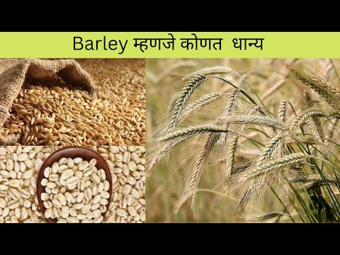 Barley (जव/सातू) म्हणजे काय/Is Oats and Barley same/बार्ली खाण्याचे फायदे व नियम/Benefits of Barley