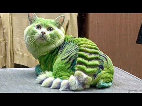 15 RAREST Cat Breeds In The World