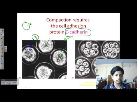 Blastulation and gastrulation | Developmental biology lecture
