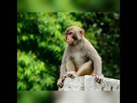 Monkey Pictures...