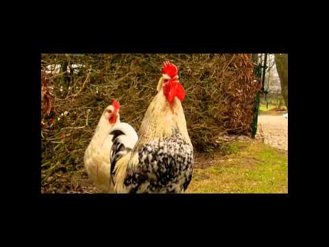 Vertan vertan ……. | Einfach Tierisch