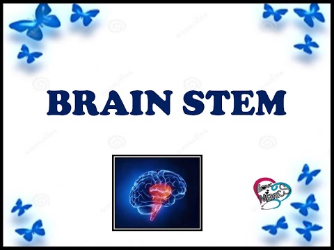 BRAINSTEM IN TAMIL || PARTS AND FUNCTION OF BRAINSTEM || MID BRAIN || PONS || MEDULLA OBLONGATA