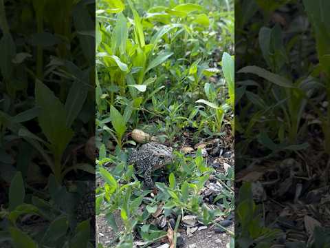 Hoppy Toad  #backyard #wildlife #iowa #cute #nature #toad #animals #birdsounds