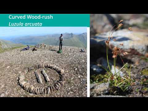 Expedition to West Affric in search of rare alpines - Jeff Waddell