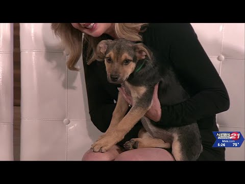 Pet Pals: Mila is a sweetheart pup with plenty of energy
