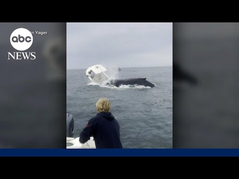 Whale capsizes fishing boat in New Hampshire