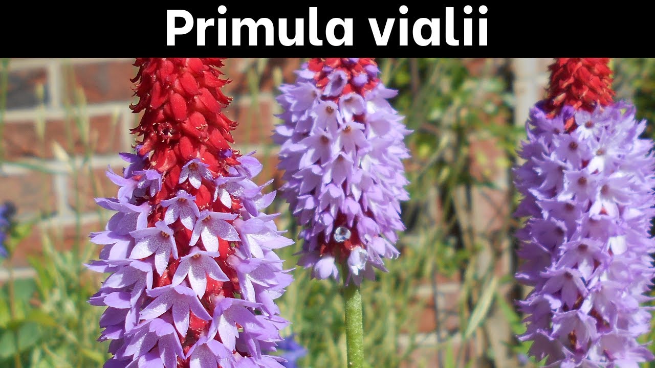 Primula vialii - Orchid Primula