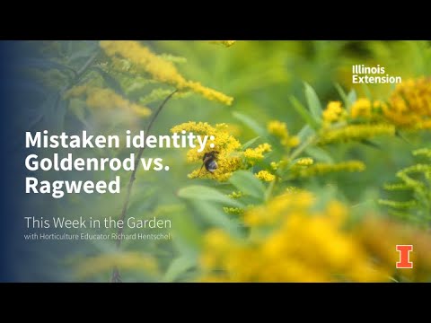 This Week in the Garden: Goldenrod vs. Ragweed