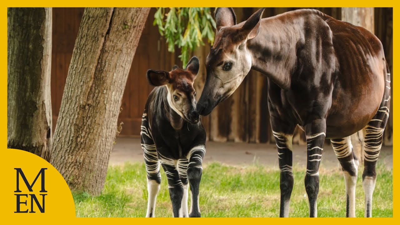 Birth of rare African 'unicorn’ okapi caught on camera at Chester Zoo ...