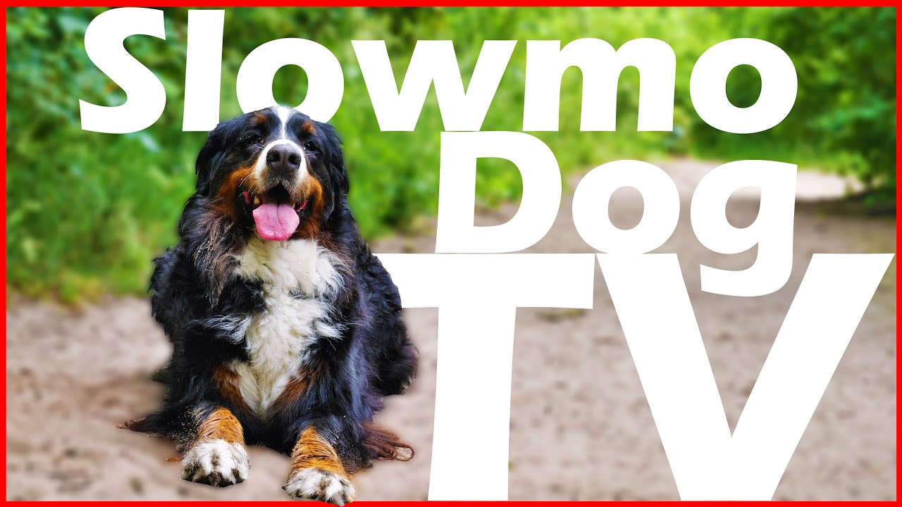 Slow Motion Dogs | 4K | Dogs running and playing in slowmo | DOGTV