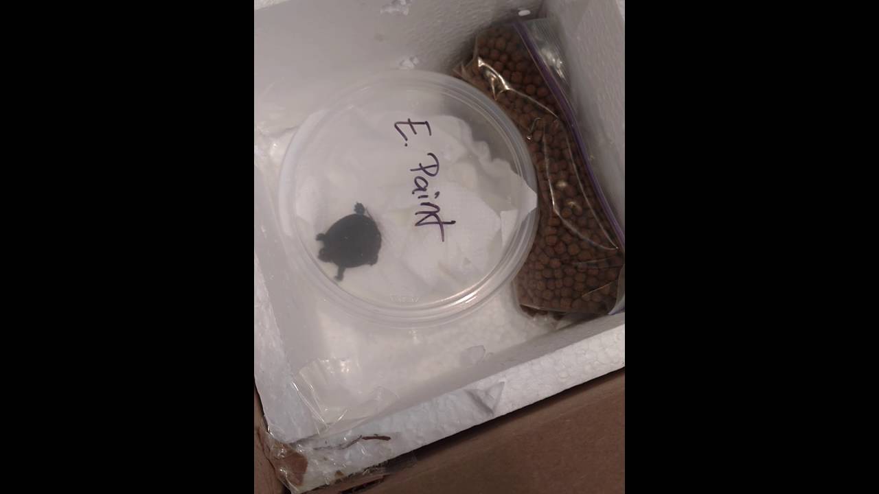 Eastern Painted Turtle small unboxing