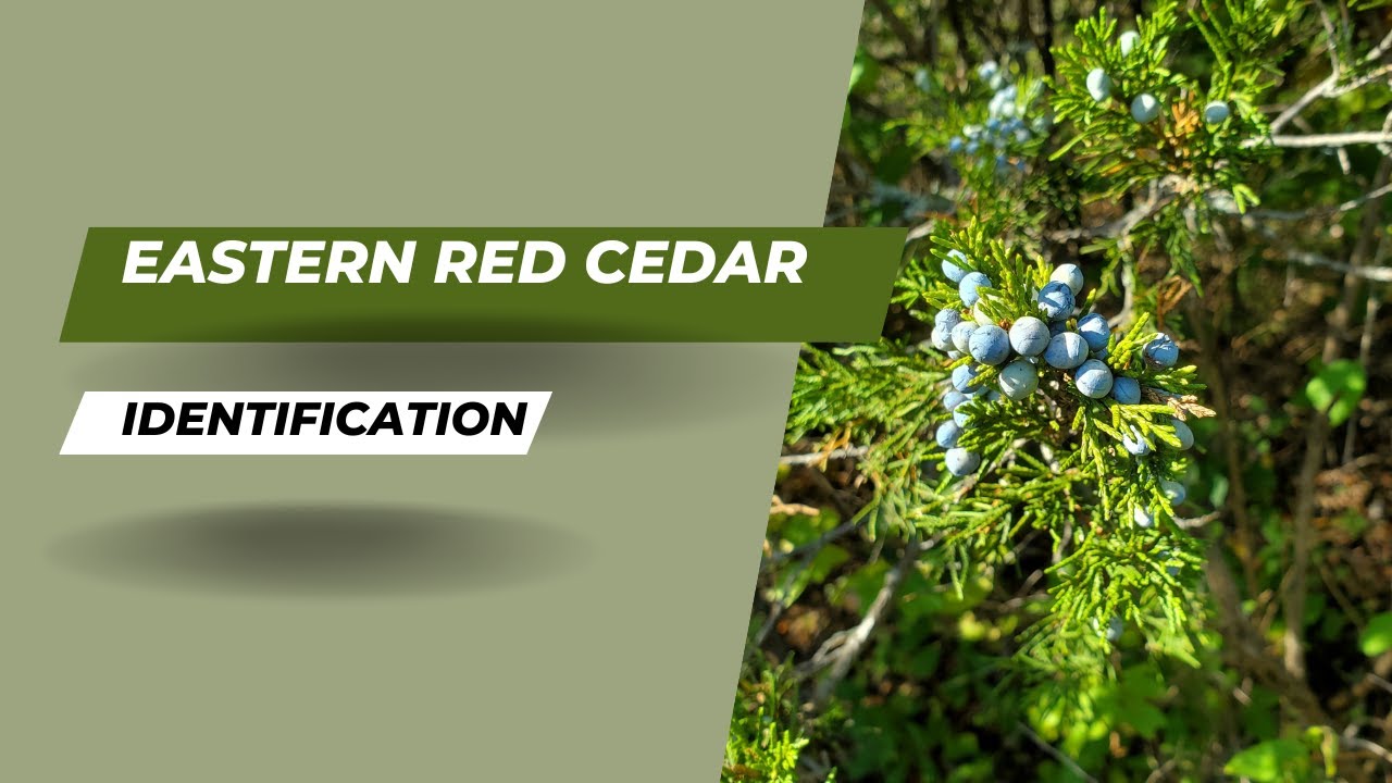 Eastern Red Cedar ID