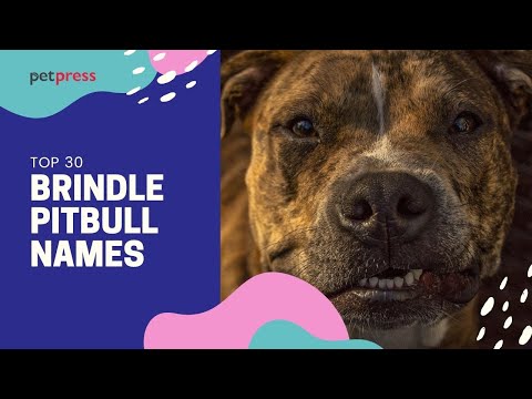 Top 30 Brindle Pitbull Names π - Best Male and Female Dog Names for Your Brindle Pit πΎ