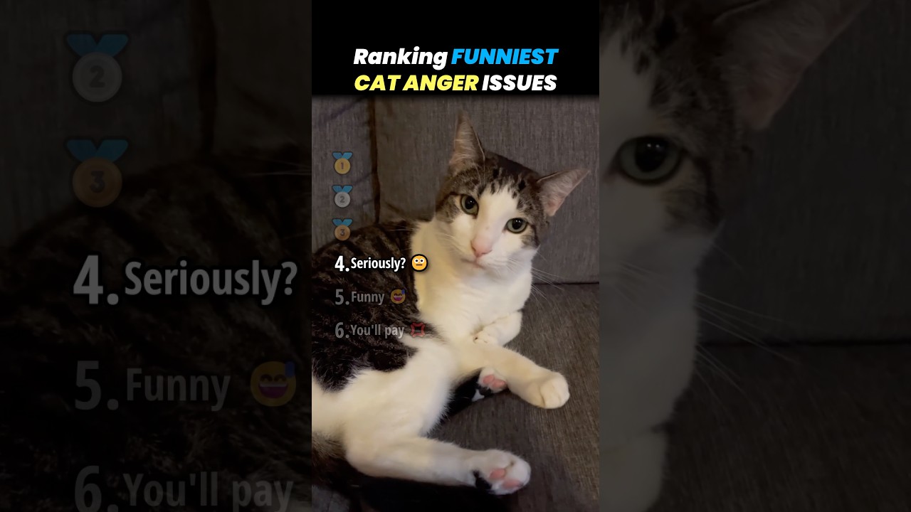 Ranking FUNNIEST CAT ANGER ISSUES Core Moments!! 🐱🗯️