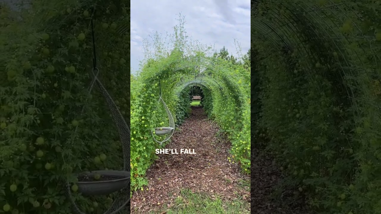 Grab my free course to build this trellis tunnel! Comment LEARN and head to your DMs for the link
