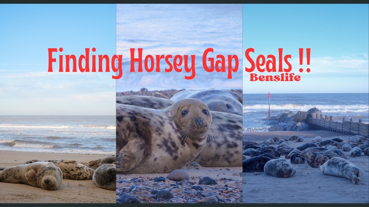 Up Close with Wild Seals at Horsey Gap | The BEST PLACE FOR SEAL SPOTTING