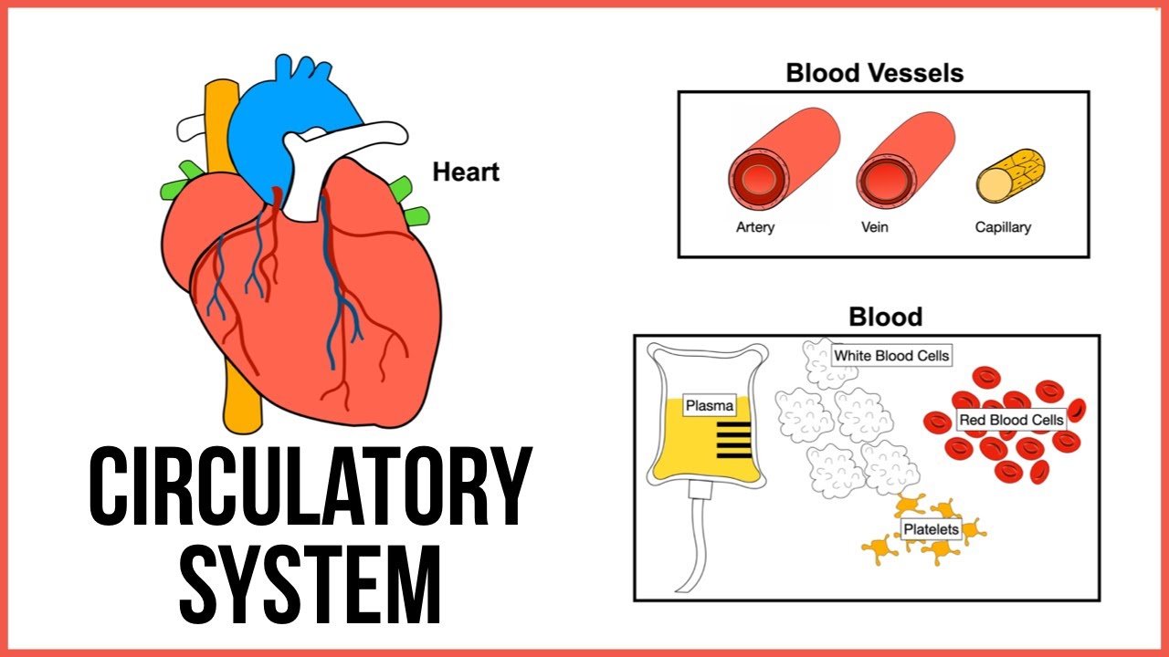 Circulatory System-Part 2 Revised (2022)
