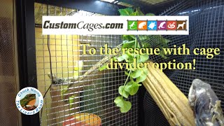 The Ultimate Outdoor Lizard Enclosures | Chuck Horne - Custom Cages